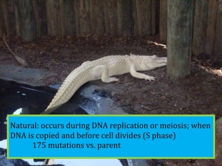 Variation within species & mutations and selective advantage | PPTX