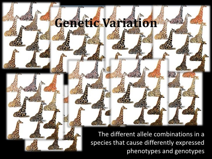 Variation within species & mutations and selective advantage