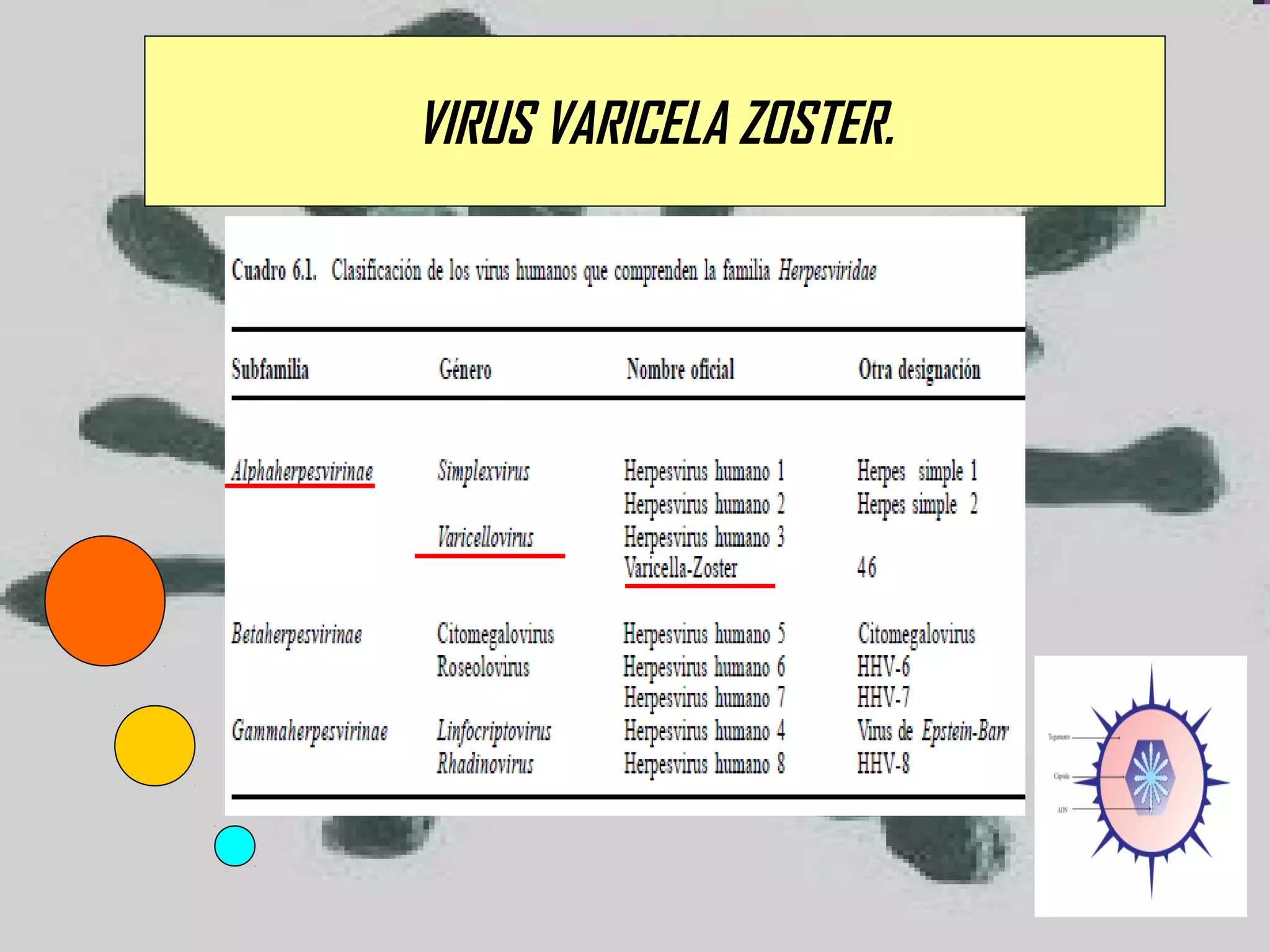 Varicela zoster | PPT
