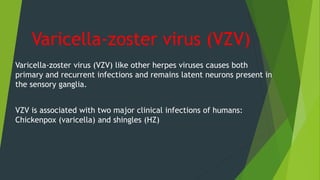 Varicella zoster virus | PPTX