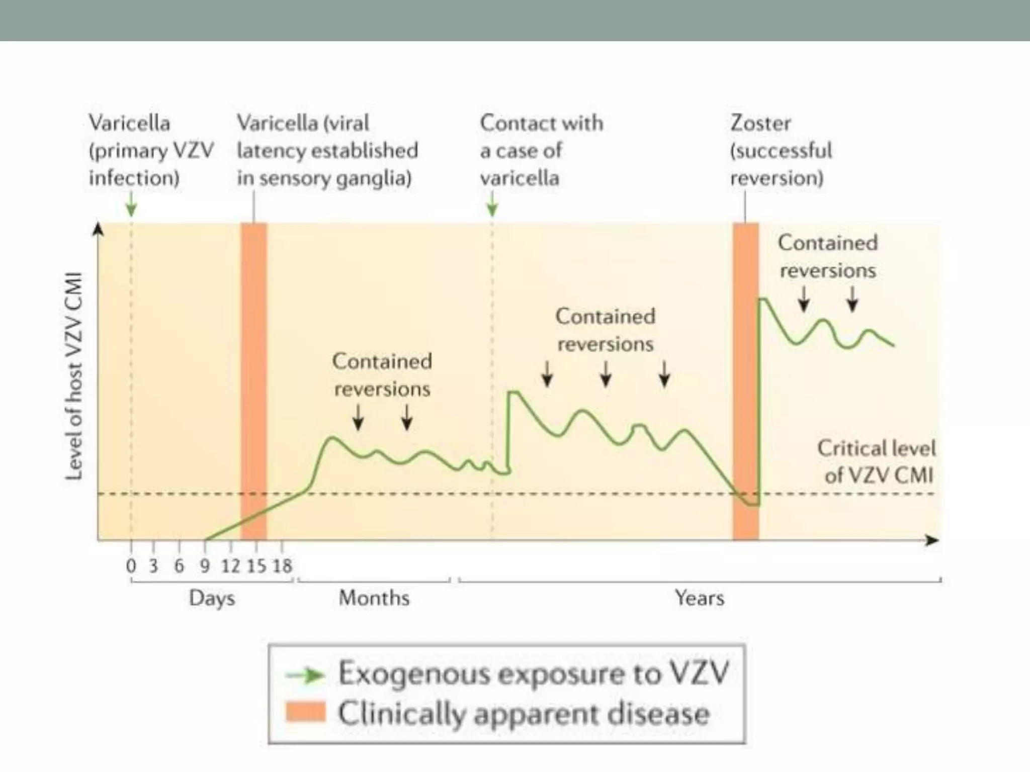 Infeksi Varicella Zoster dan Rubella | PPTX