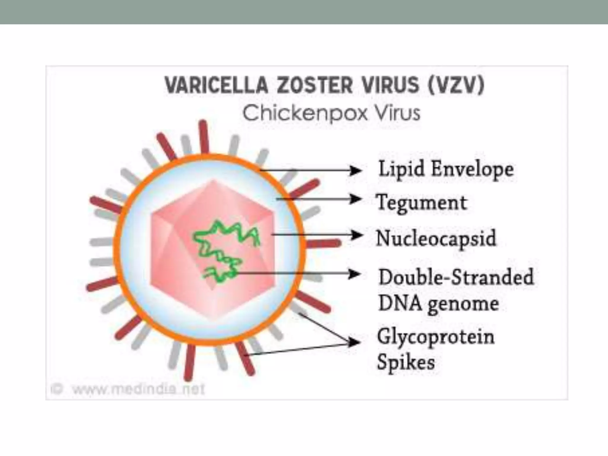 Infeksi Varicella Zoster dan Rubella | PPTX