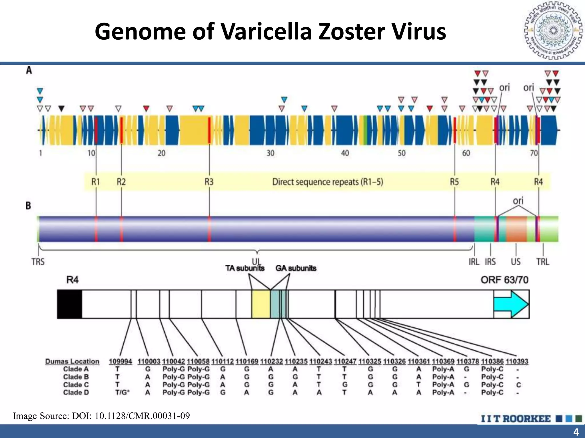 Varicella structure, genome and pathogenesis | PPTX