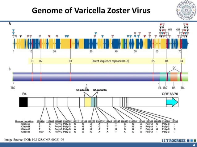 Varicella structure, genome and pathogenesis | PPTX | Infectious ...