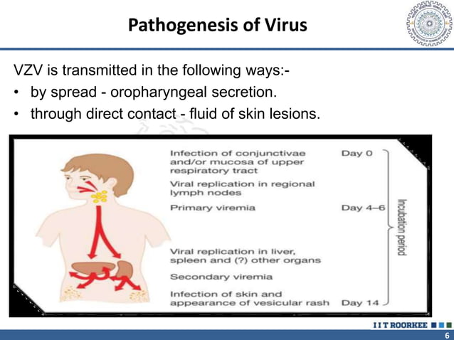 Varicella structure, genome and pathogenesis | PPTX | Infectious ...