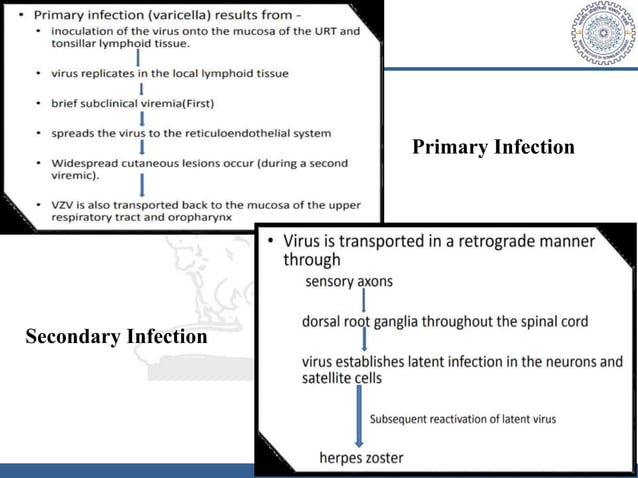 Varicella structure, genome and pathogenesis | PPTX | Infectious ...