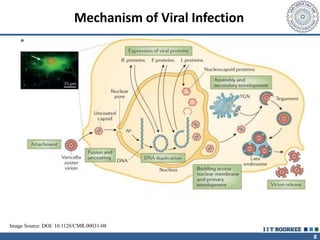 Varicella structure, genome and pathogenesis | PPTX