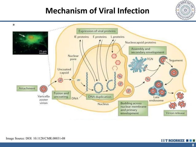 Varicella structure, genome and pathogenesis | PPTX | Infectious ...