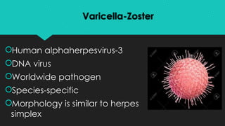 Varicella zoster Presentation (3).pptx.. | PPTX