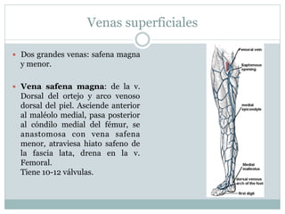 Varices varicosas | PDF