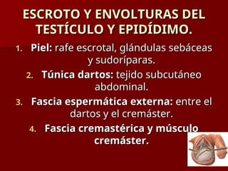 Varicocele tecnicas y anatomía quirúrgica ppt | PPT