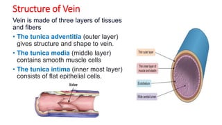 Varicose Vein.pptx
