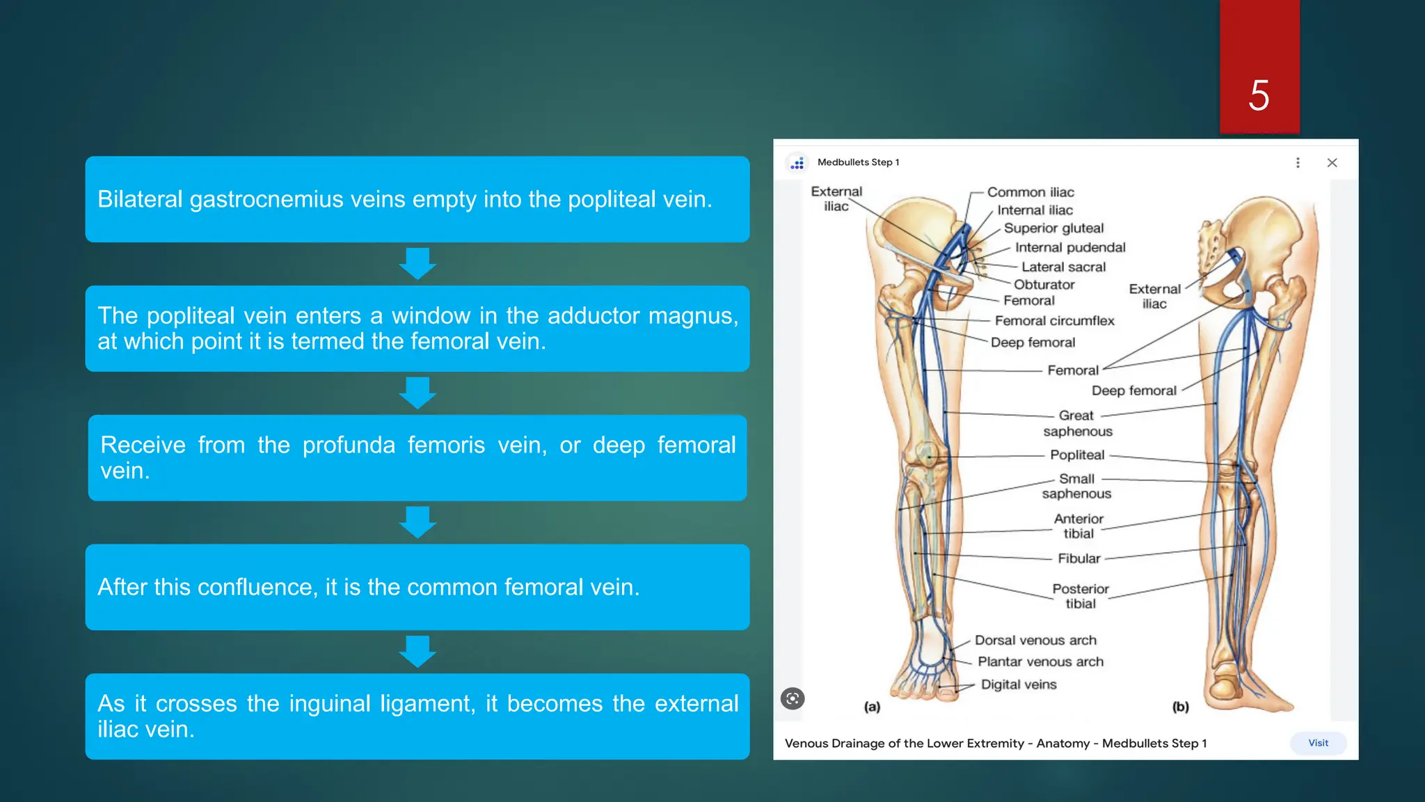 Varicose veins .pptx
