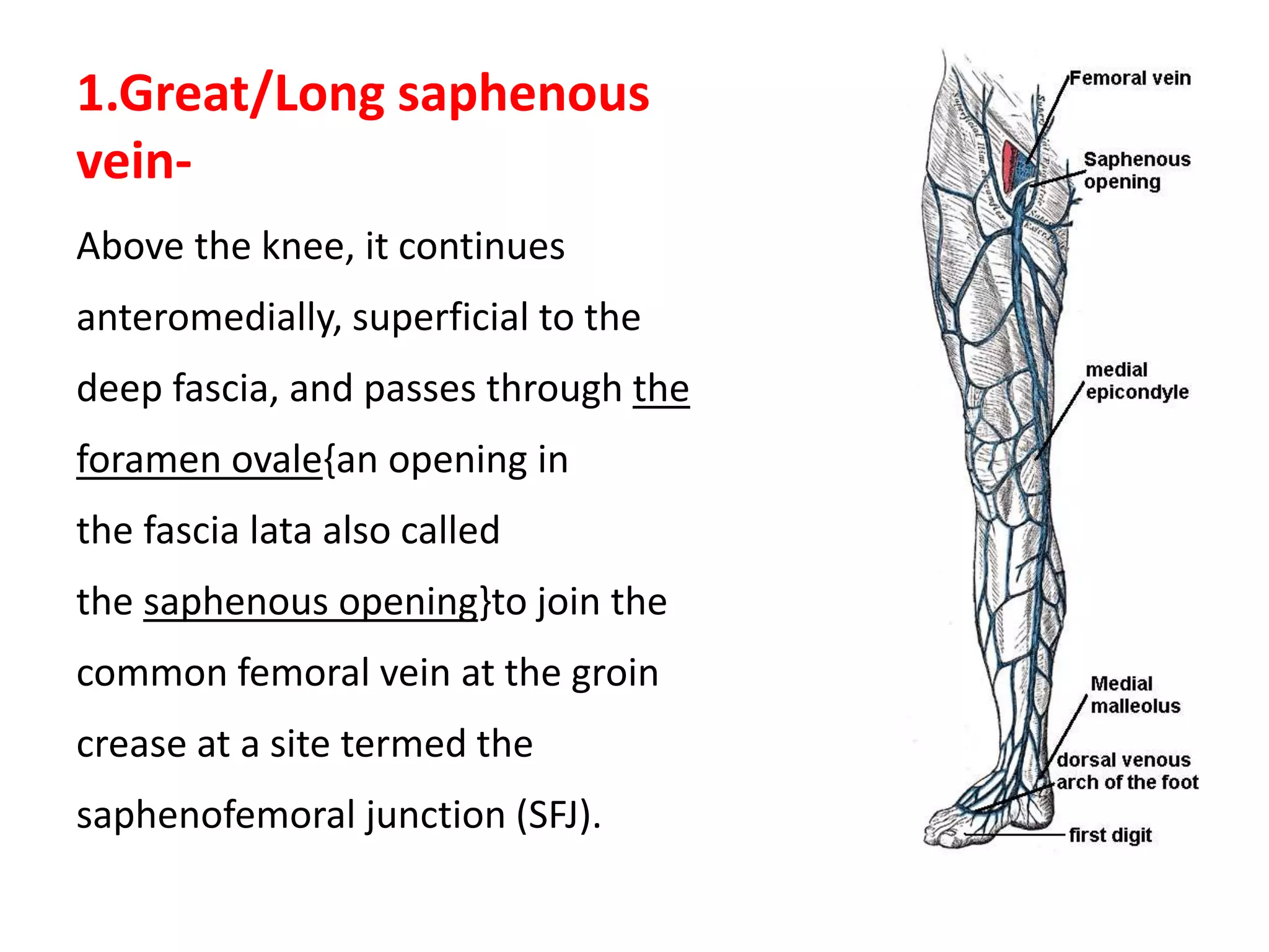Varicose vein ANATOMY,PATHOPHYSIOLOGY & MANAGEMANT | PPTX
