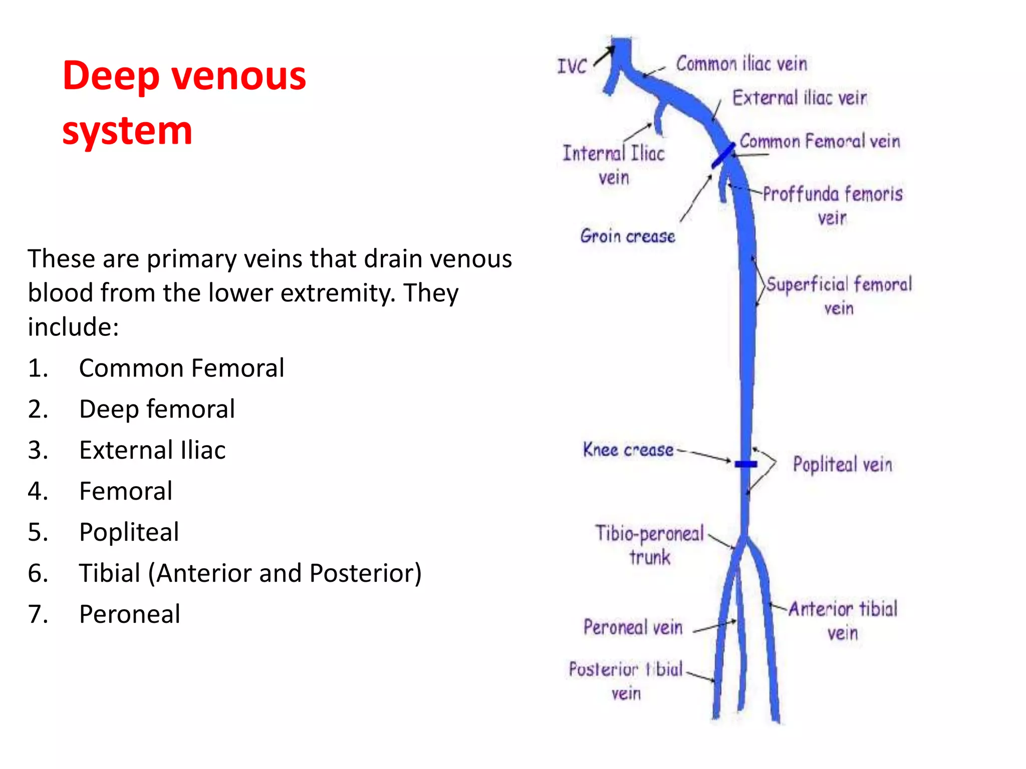 Varicose vein ANATOMY,PATHOPHYSIOLOGY & MANAGEMANT | PPTX