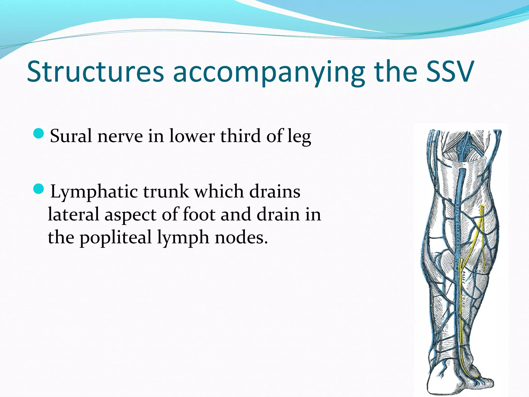 Varicose vein ppt (thu) | PPT
