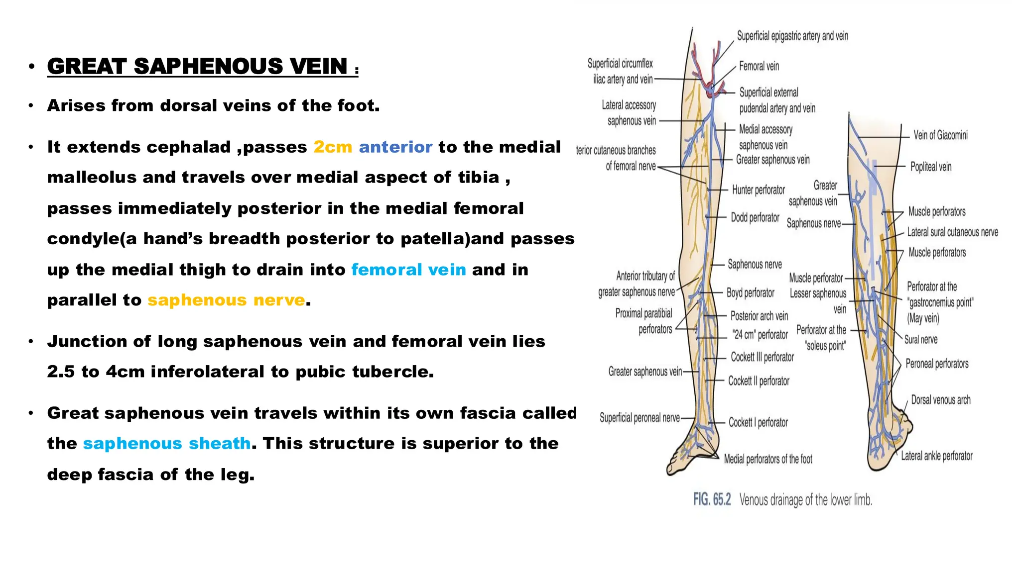 Anatomy of Varicose veins and its management | PPT