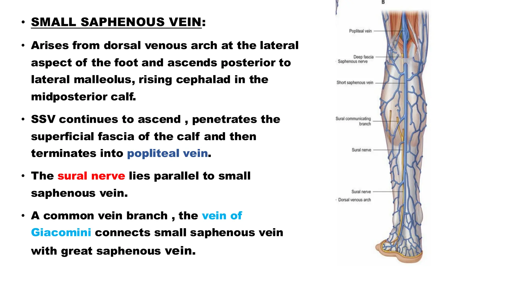 Anatomy of Varicose veins and its management | PPT