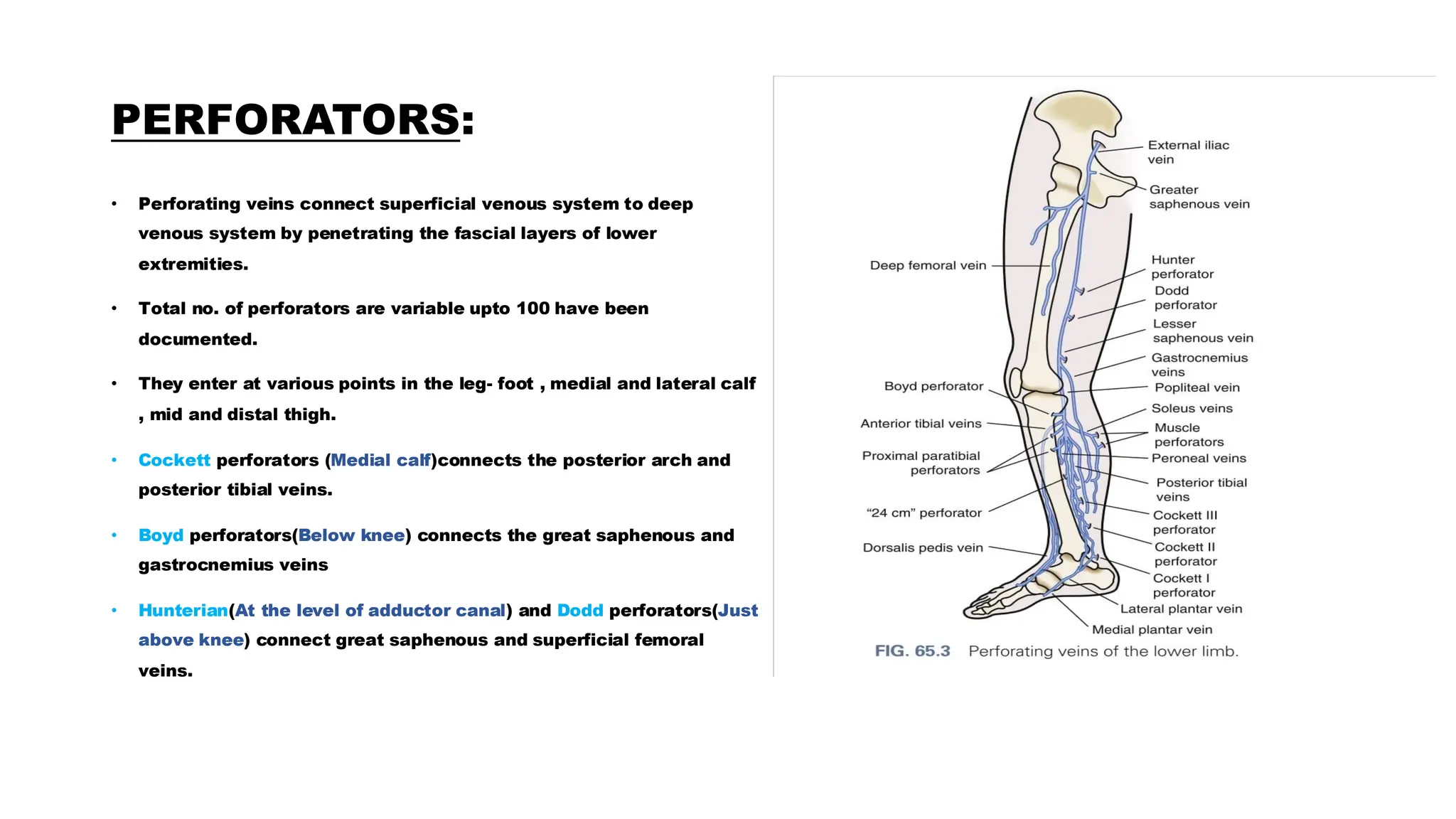 Anatomy of Varicose veins and its management | PPT