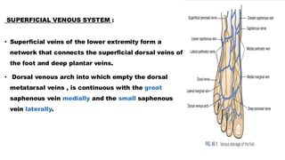 Anatomy of Varicose veins and its management | PDF