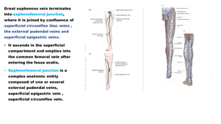 Anatomy of Varicose veins and its management | PPT