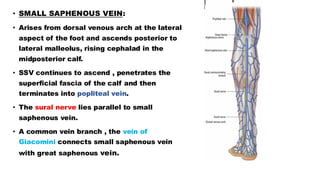 Anatomy of Varicose veins and its management | PDF