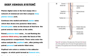 Anatomy of Varicose veins and its management | PDF