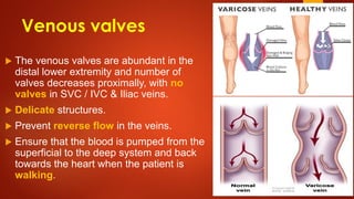 Varicose Veins - C/F, Investigations & Treatment | PPT