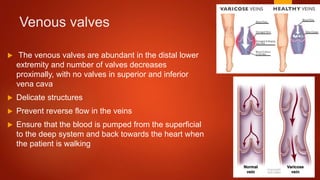 Varicose Veins lecture for medical students | PPTX