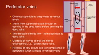 Varicose Veins lecture for medical students | PPTX