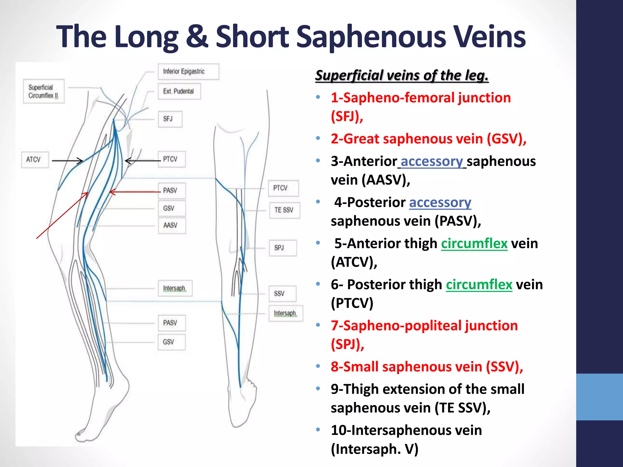 Varicose veins by M.Fathy Zaidan | PPTX