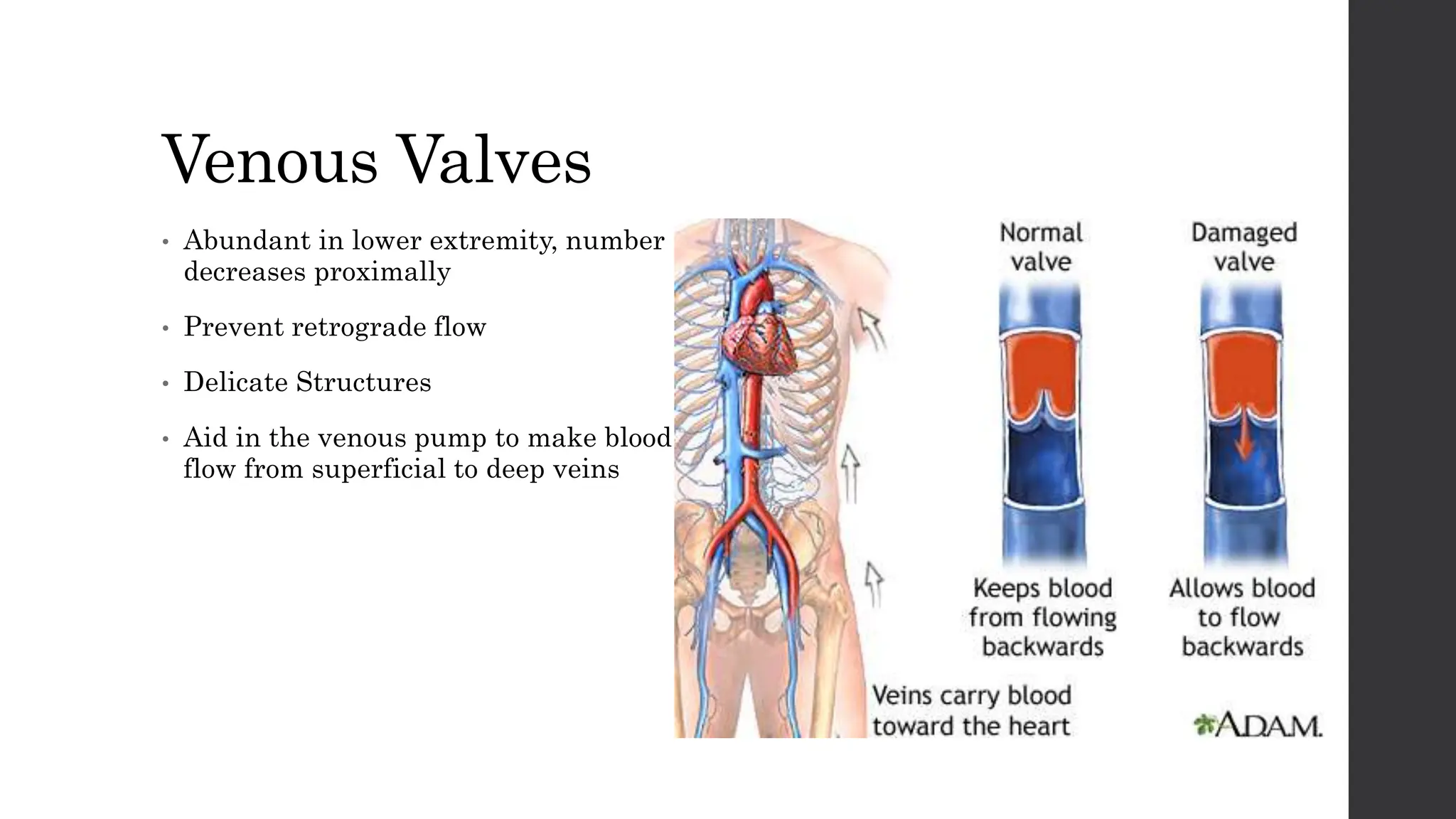 ecture.pptx | Blood Disorders | Diseases and Conditions