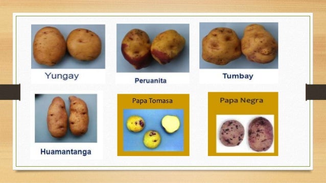 Variedad de papas peruanas