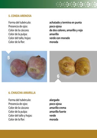 Variedades de papas pag 7 19 | PDF