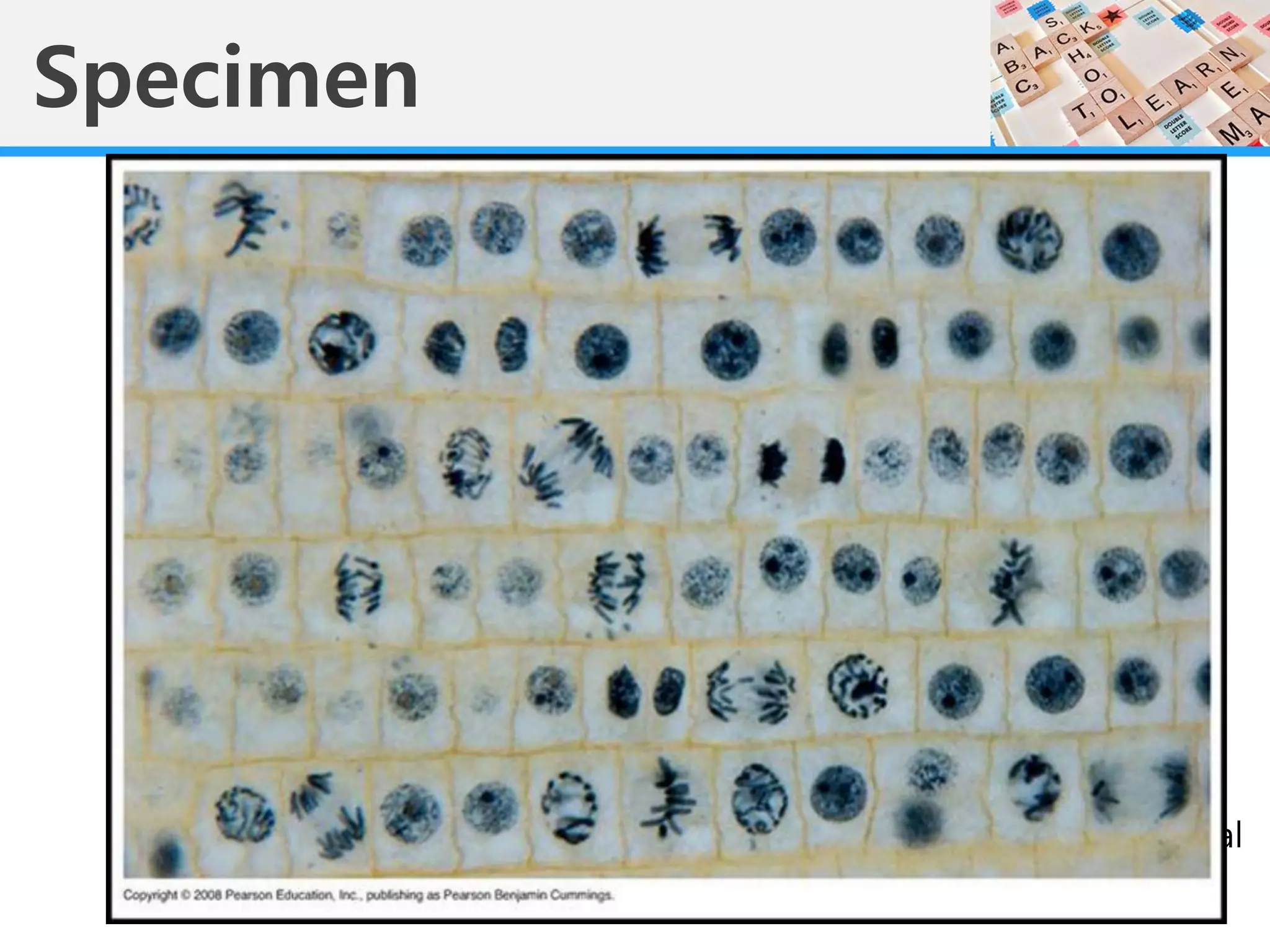 Varied Types of Contrived Experiences | PDF