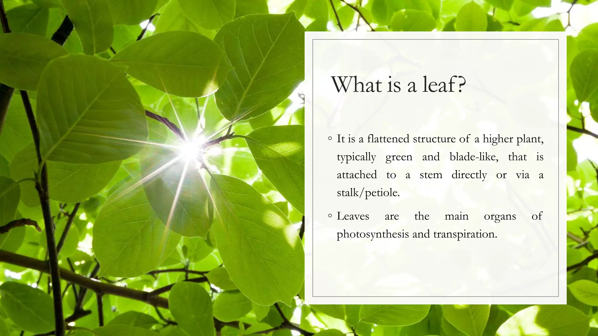 Variegated leaves | PPTX