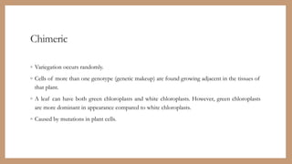 Variegated leaves | PPTX