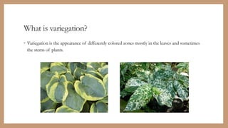 Variegated leaves | PPTX