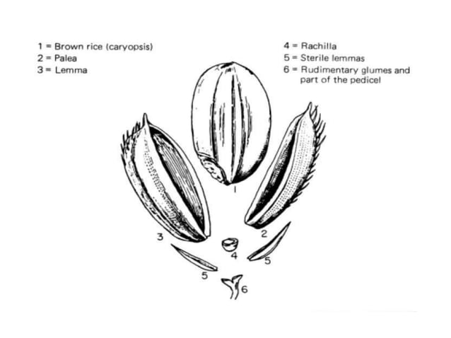 Varietal characteristics seed and odv testing of seeds ppt | PPTX ...