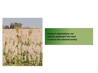 Varietal characteristics seed and odv testing of seeds ppt | PPTX