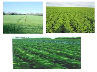 Varietal characteristics seed and odv testing of seeds ppt | PPTX