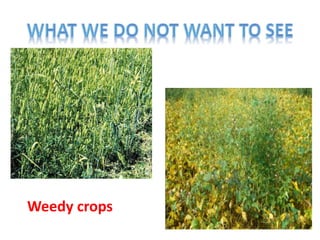 Varietal characteristics seed and odv testing of seeds ppt | PPTX