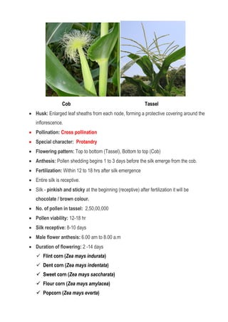 VARIETAL SEED PRODUCTION IN MAIZE.pdf