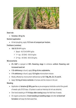 VARIETAL SEED PRODUCTION IN MAIZE.pdf