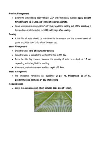 VARIETAL SEED PRODUCTION IN PADDY.pdf