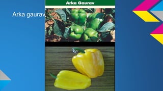 Varieties of capsicum in India | PPT