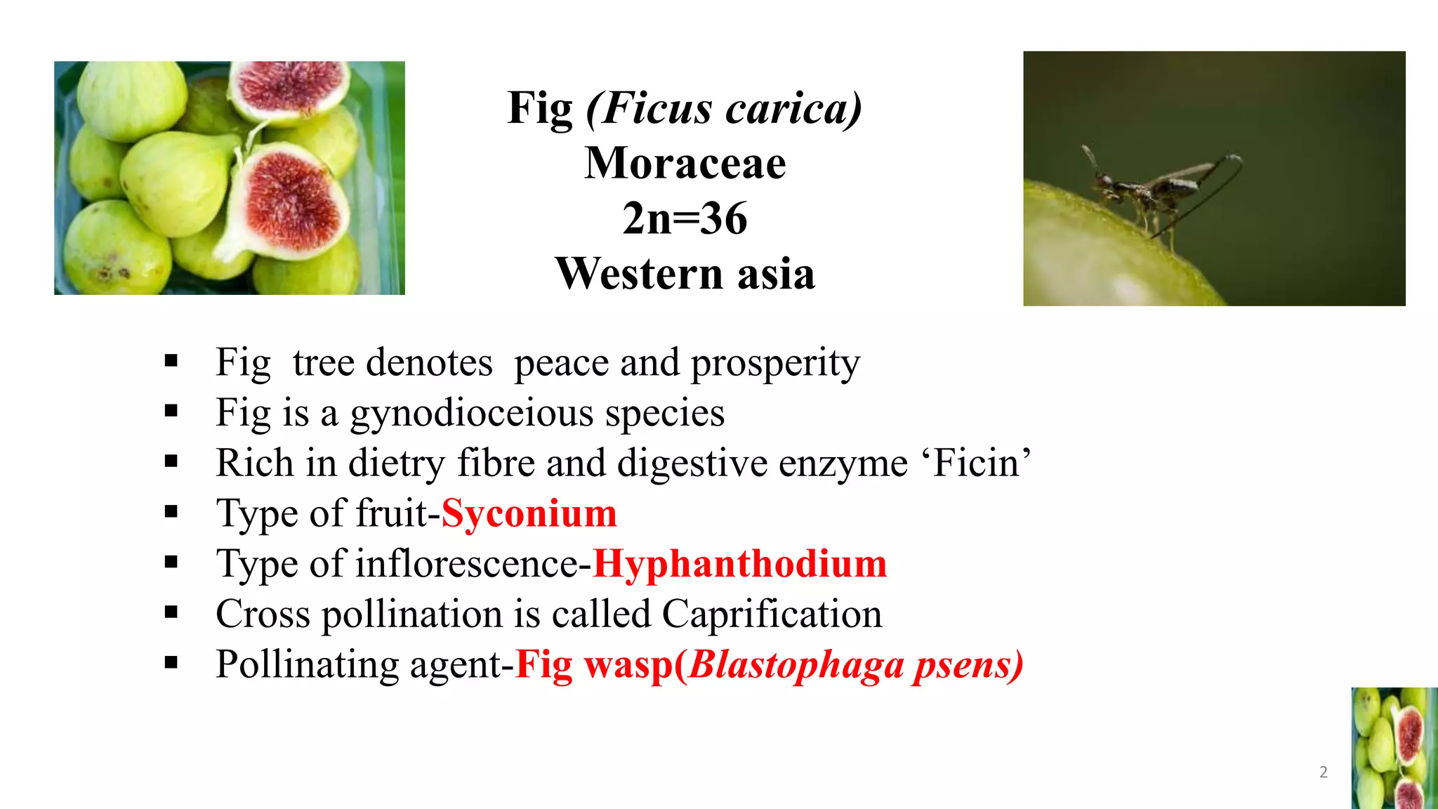 Varieties of fig | PPTX
