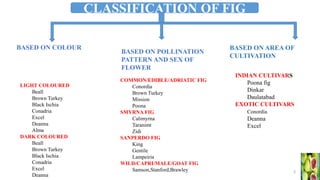 Varieties of fig | PPTX