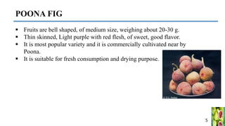 Varieties of fig | PPT