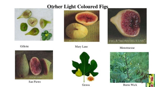 Varieties of fig